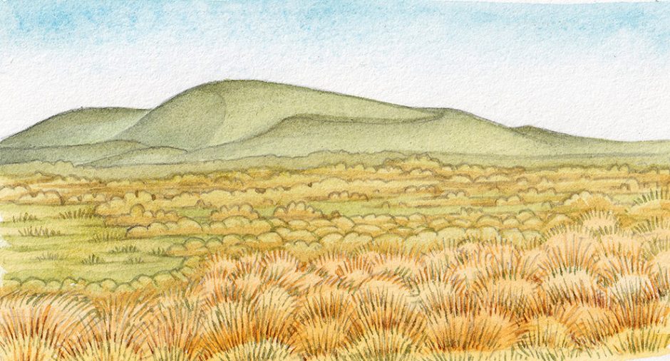 Crimson Fountain Grass in landscape Pennisetum setaceum - Lizzie Harper