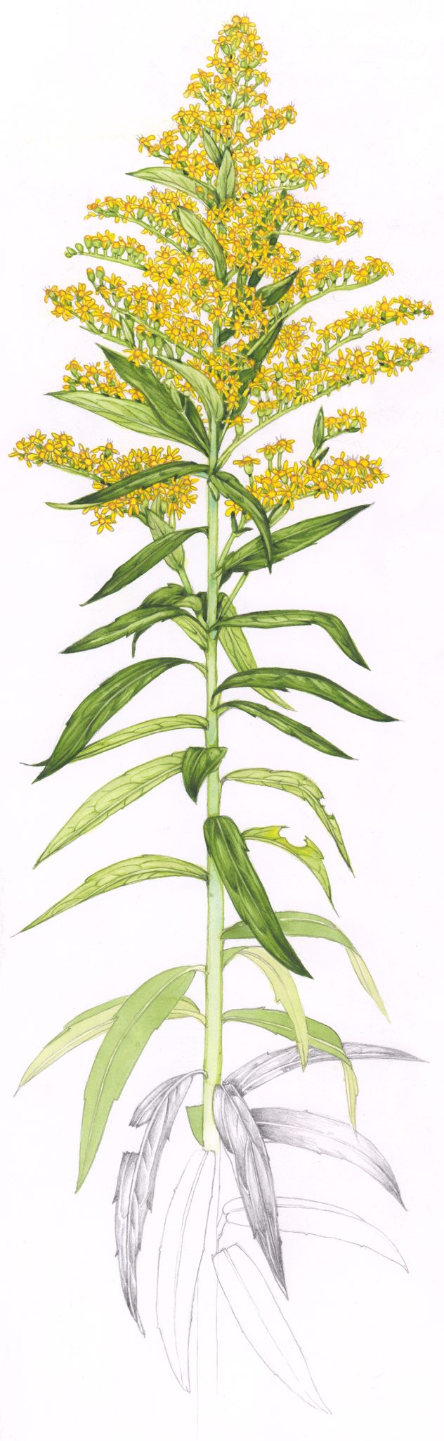 Giant Goldenrod Solidago gigantea - Lizzie Harper