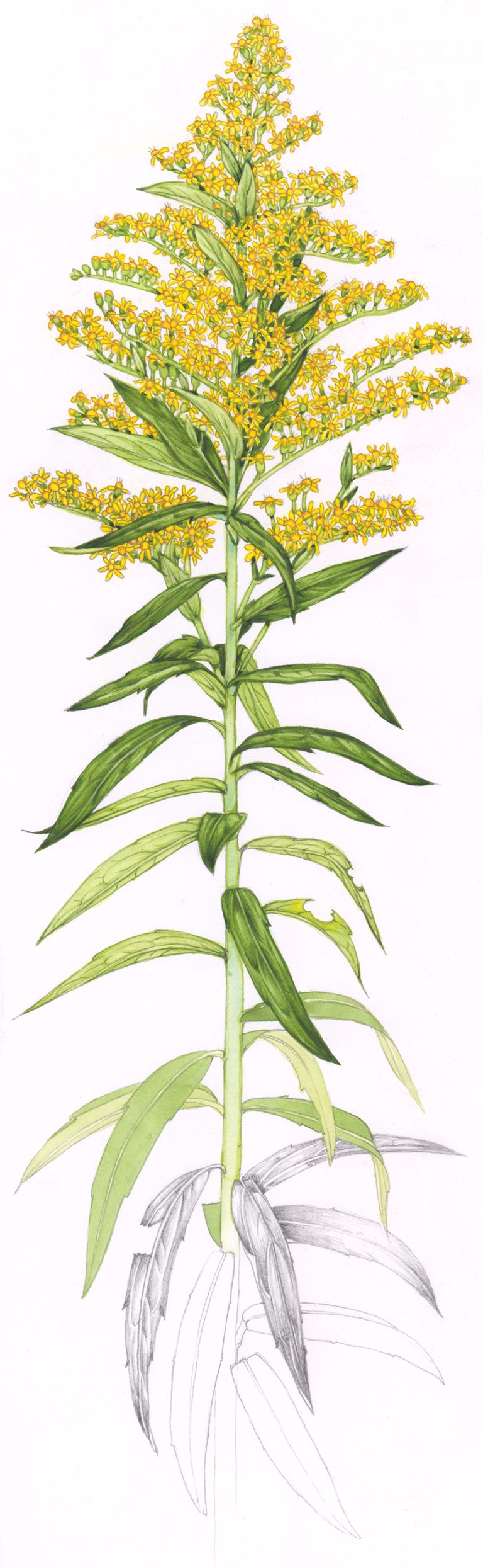 Giant Goldenrod Solidago gigantea - Lizzie Harper