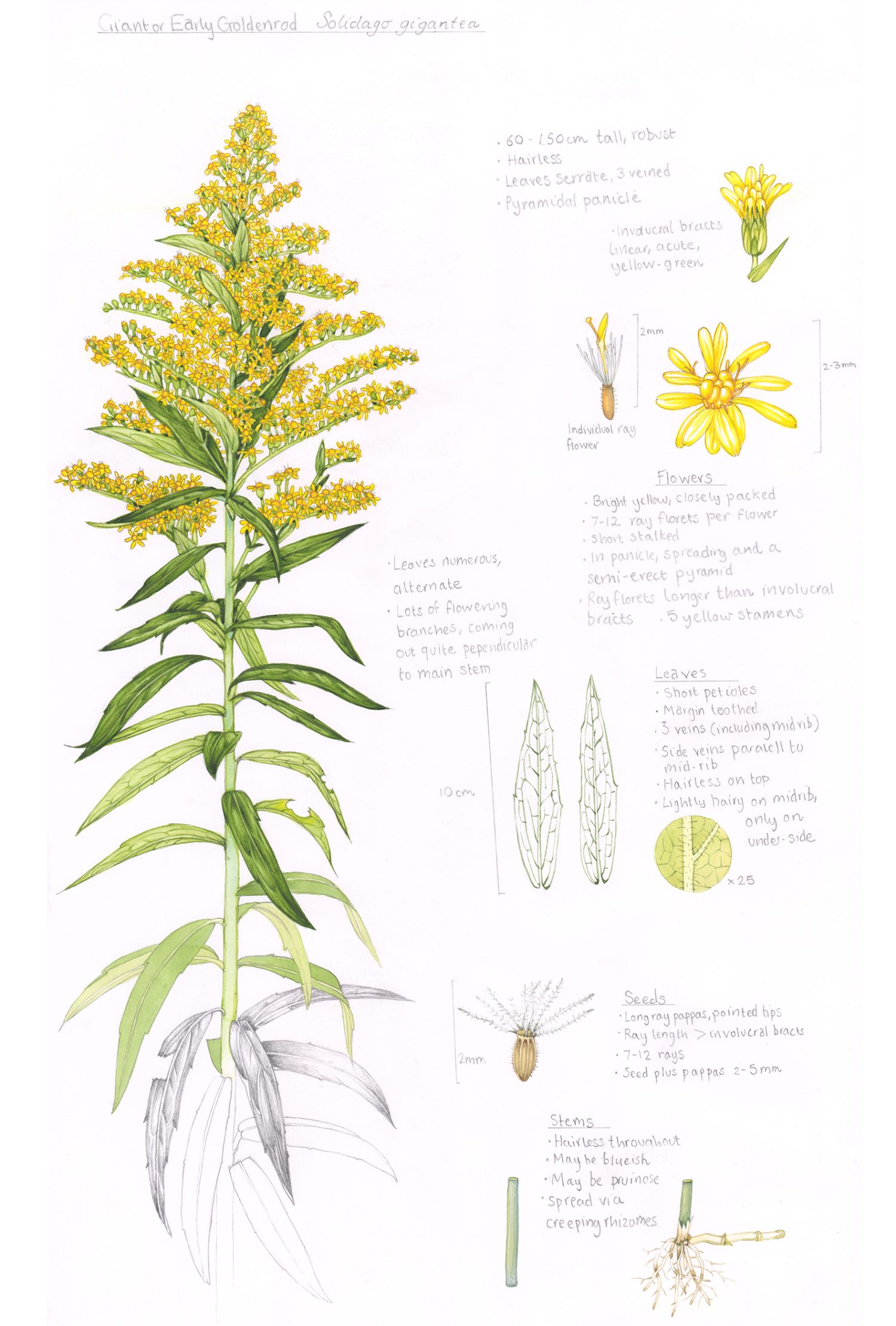 Early Goldenrod Solidago gigantea - SOLD _ - Lizzie Harper