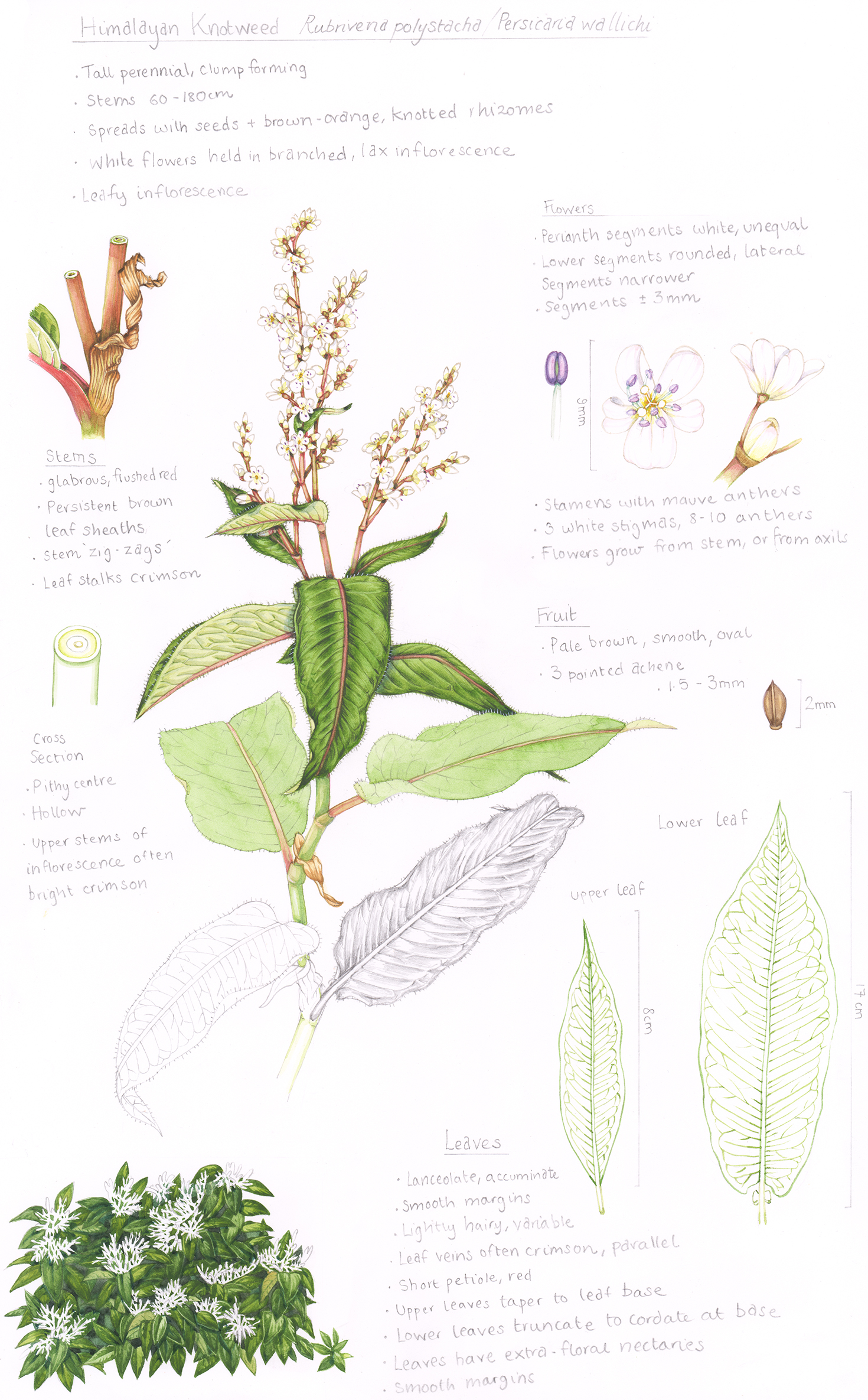 Himalayan Knotweed Persicaria polystachum - Lizzie Harper