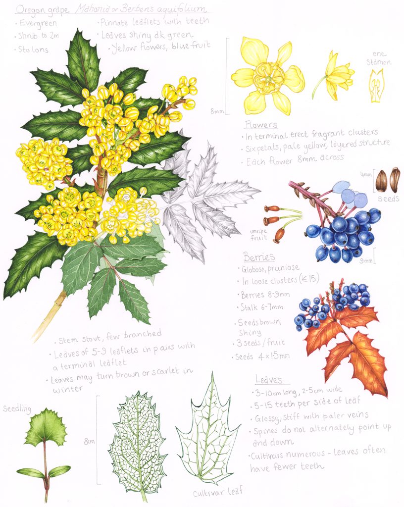 Oregon Grape Mahonia aquifolium - Lizzie Harper