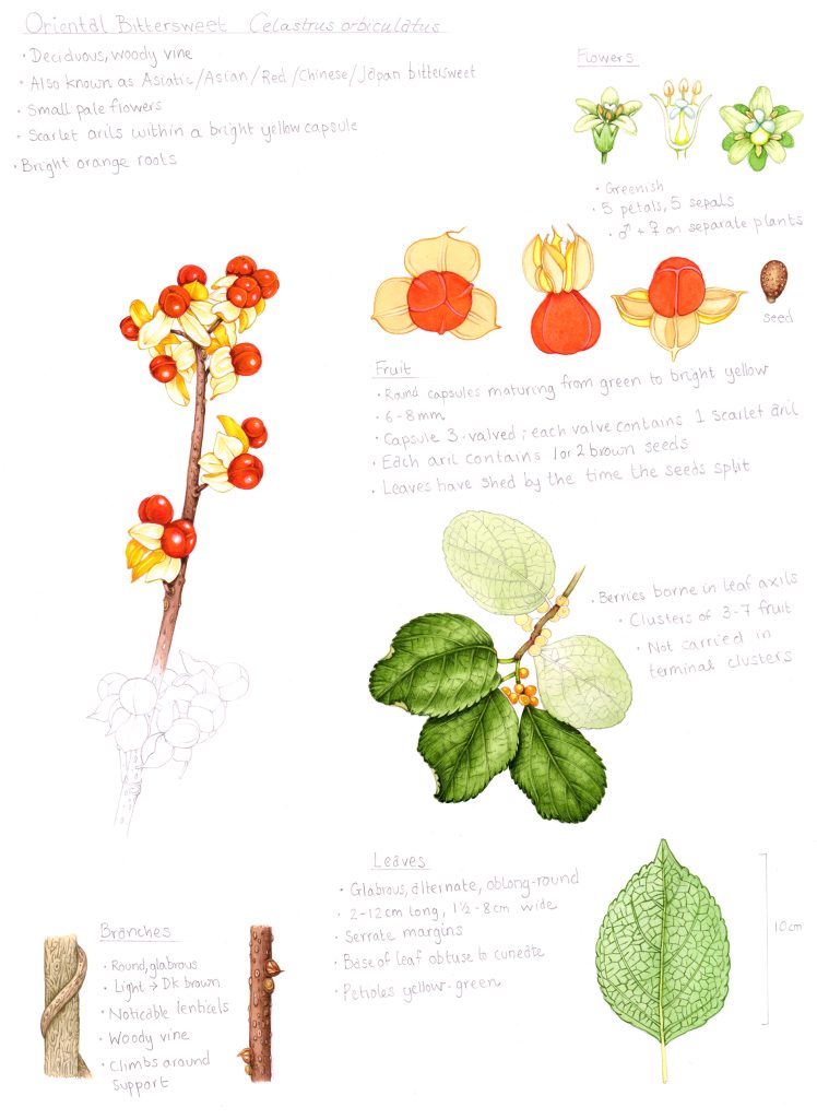 Asian Bittersweet Celastrus orbiculatus Sketchbook study sheet - Lizzie ...