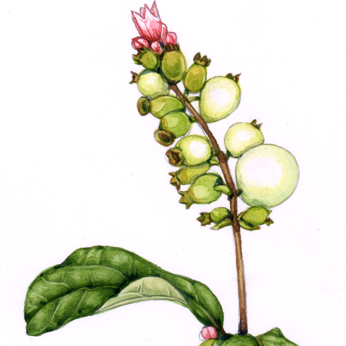 Unframed Original Sketchbook Studies Archives - Lizzie Harper