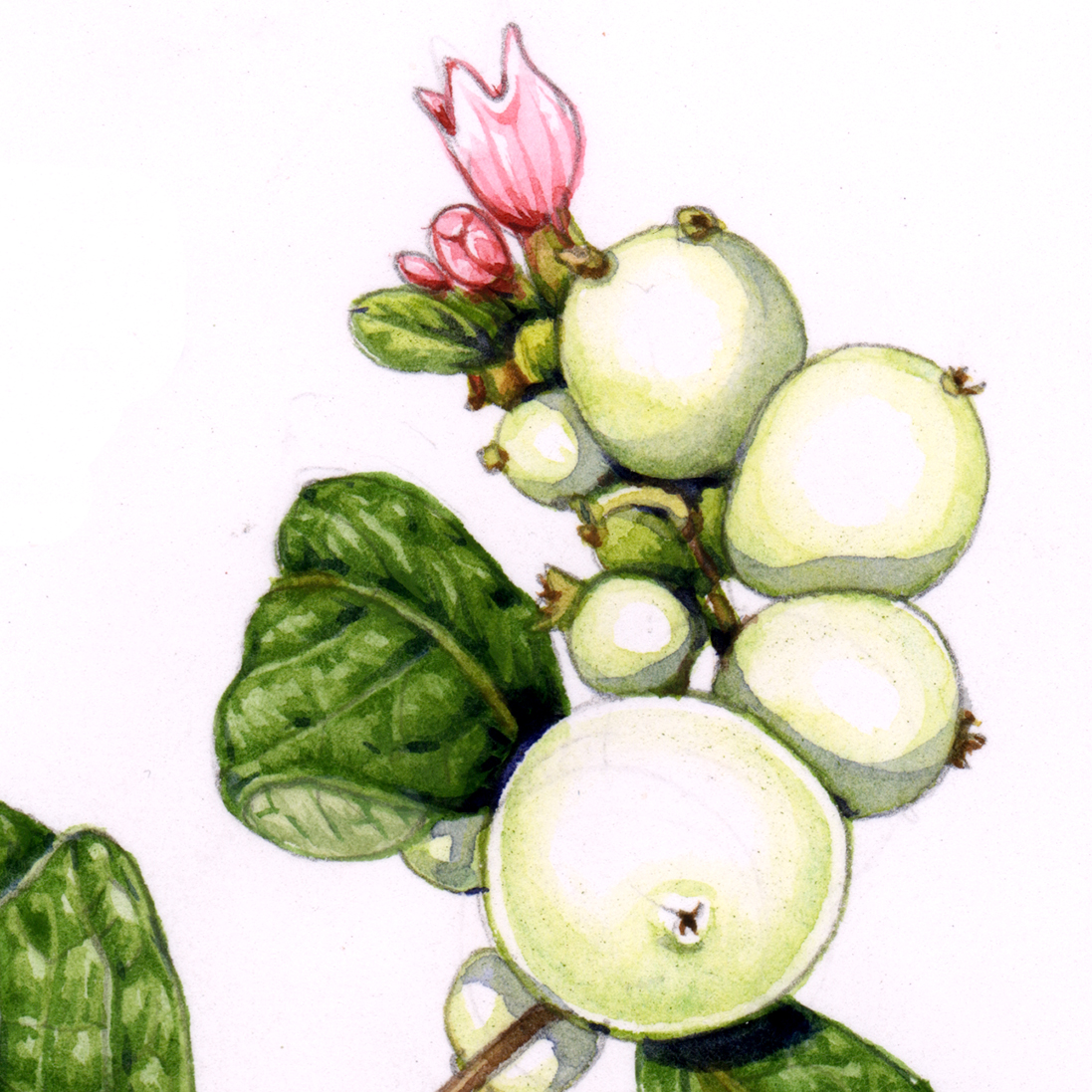 Unframed Original Sketchbook Studies Archives - Lizzie Harper