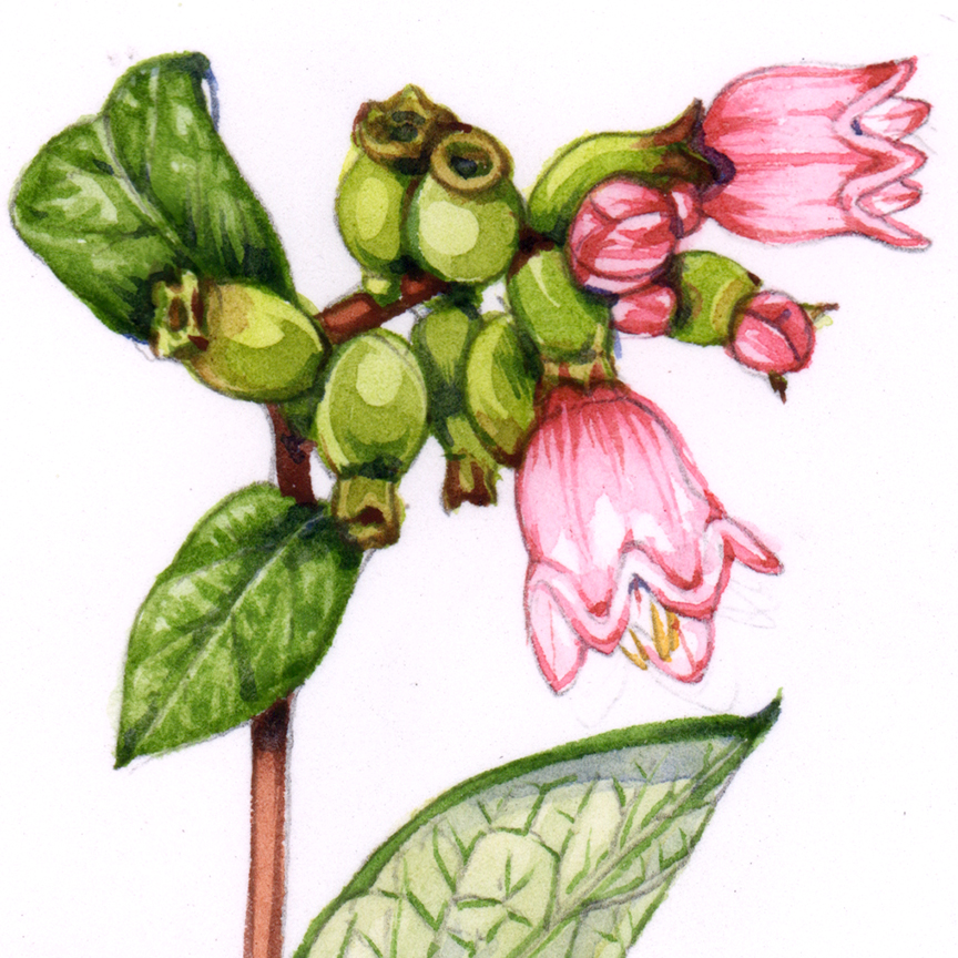 Unframed Original Sketchbook Studies Archives - Lizzie Harper