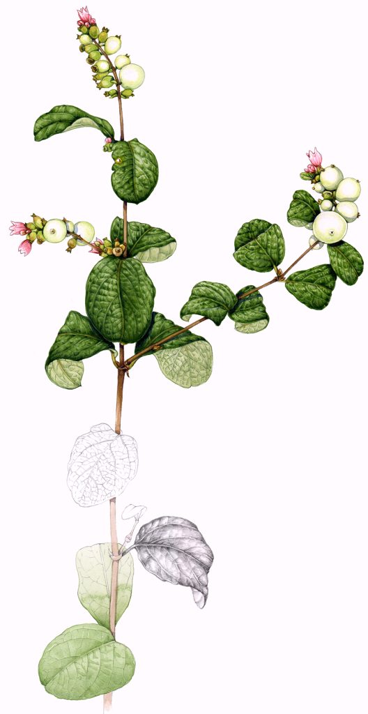 Snowberry Symphoricarpos albus - Lizzie Harper