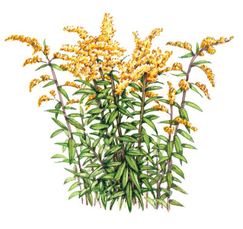 Solidago gigantea Giant or Early Goldenrod Habit sketch - Lizzie Harper