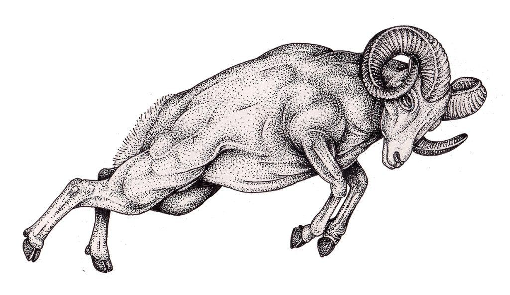 Bighorn sheep Ovis canadensis - Lizzie Harper