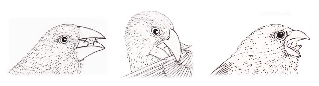 Beak comparison in Darwin's finches - Lizzie Harper