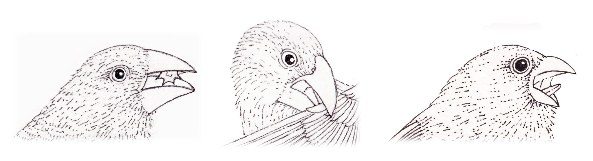 Beak comparison in Darwin's finches - Lizzie Harper