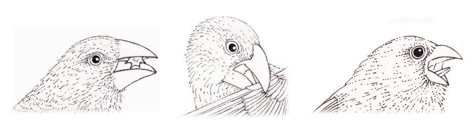 Beak comparison in Darwin's finches - Lizzie Harper