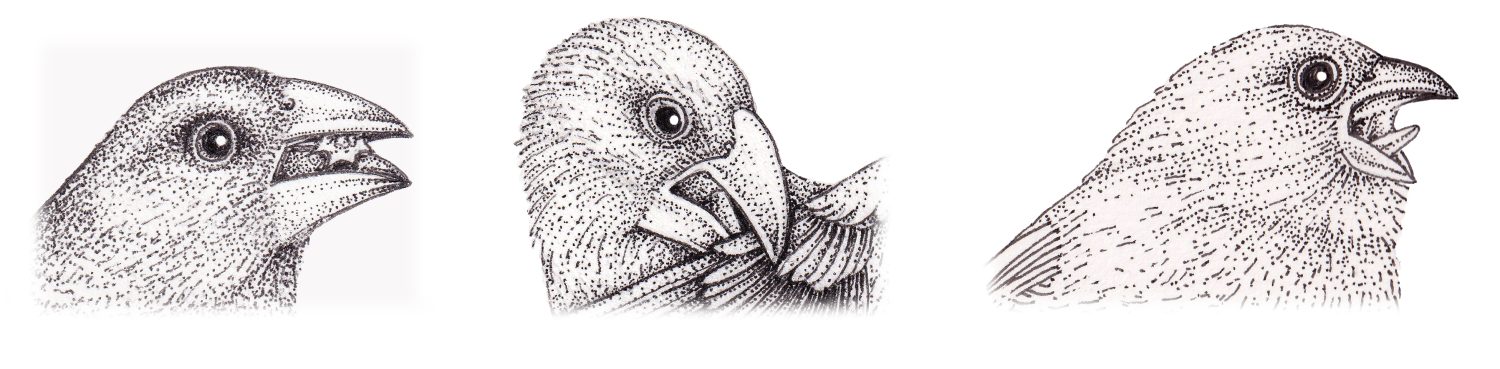 Comparison of Beak use in Darwin's Finches - Lizzie Harper