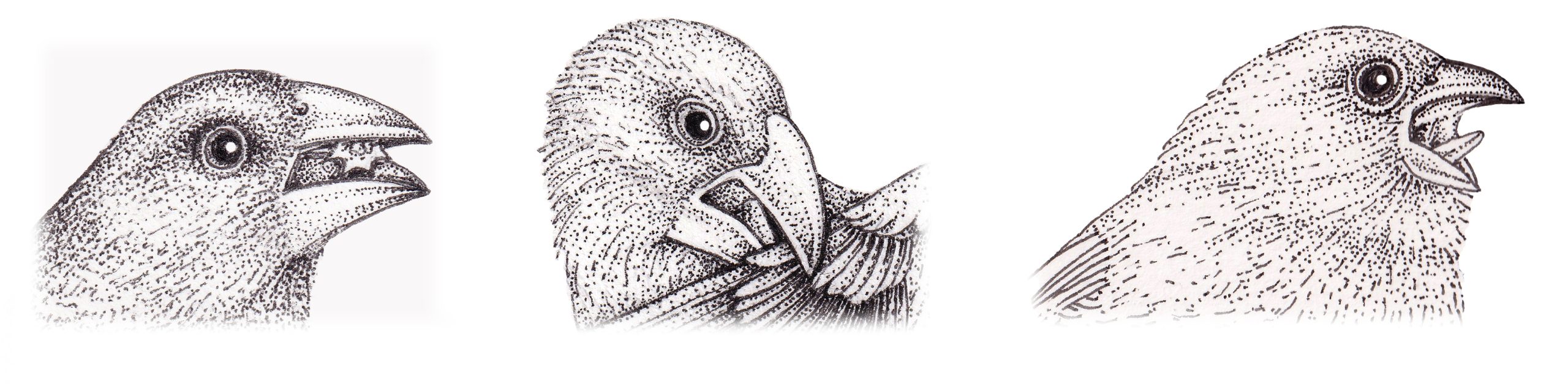 Comparison of Beak use in Darwin's Finches - Lizzie Harper