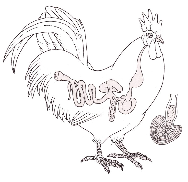 Bird Digestive system - Lizzie Harper