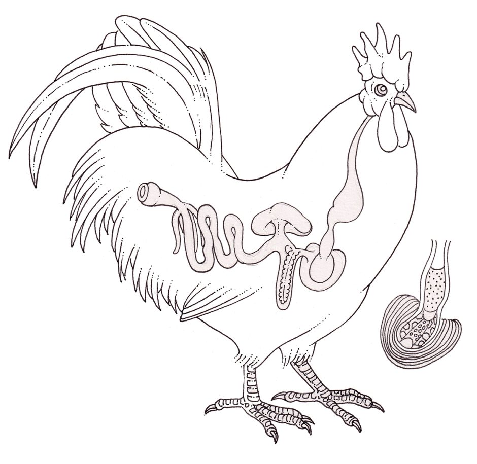 Bird Digestive system - Lizzie Harper