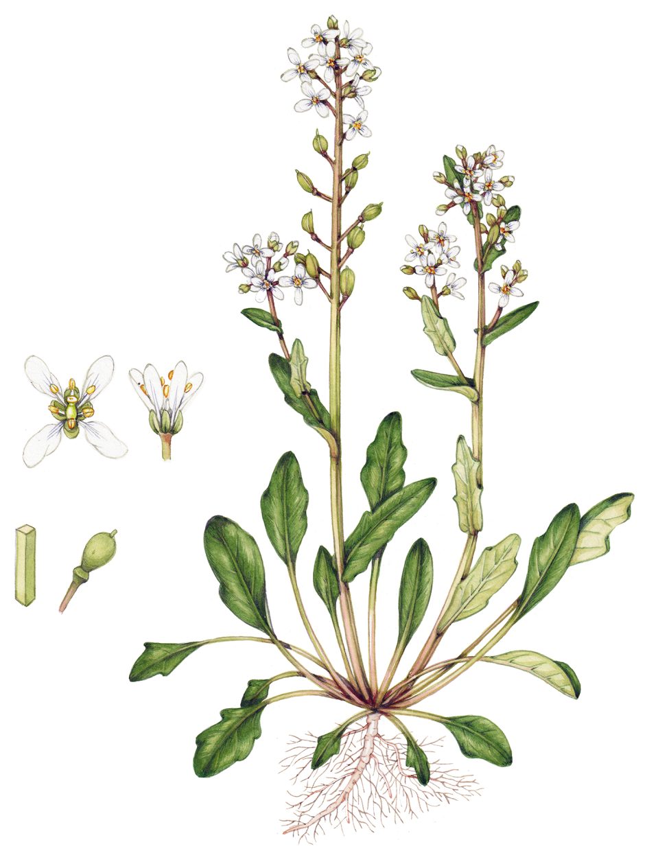 English Scurvygrass Cochlearia anglica - Lizzie Harper