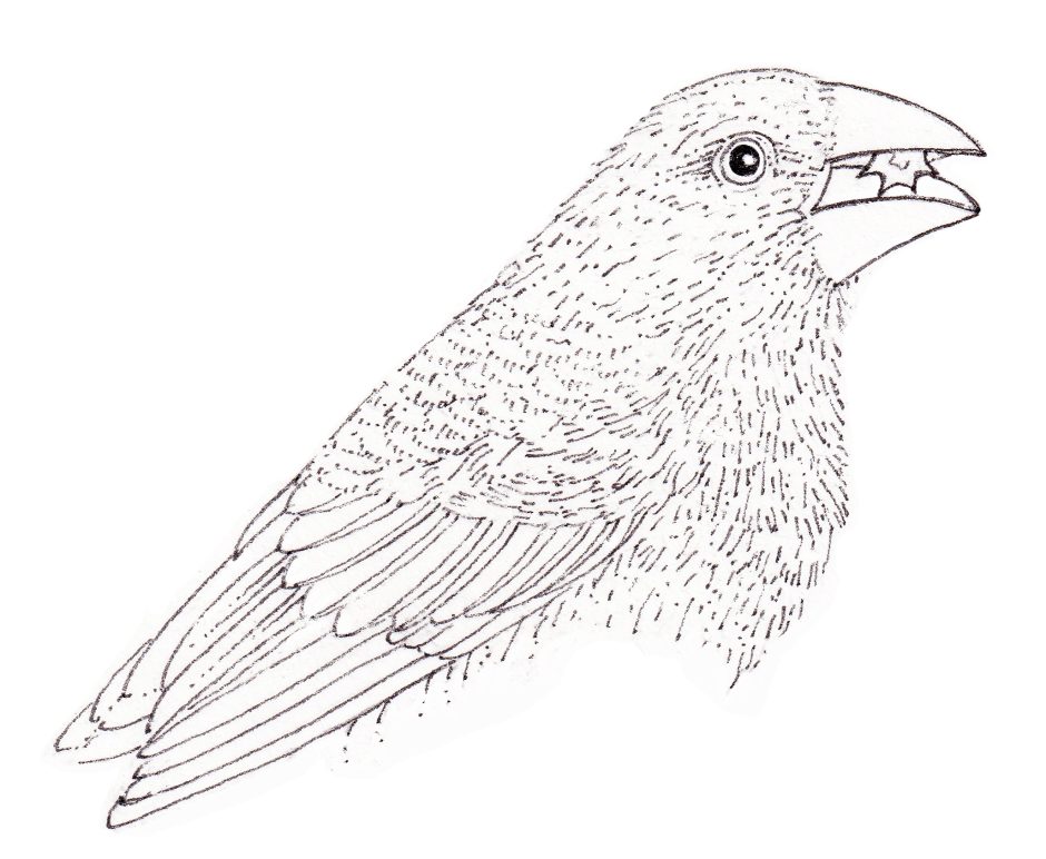 Darwin's Finch Geospiza magnirostris with Tribulus seed - Lizzie Harper