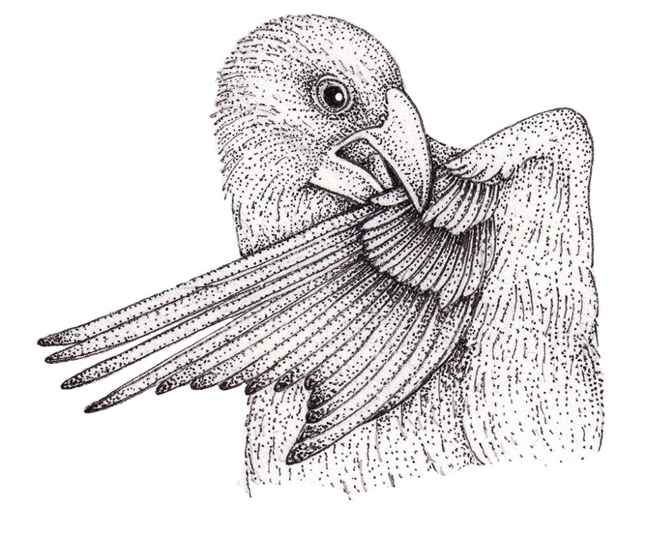 Bird preening Darwins Finch Geospiza magnirostris - Lizzie Harper