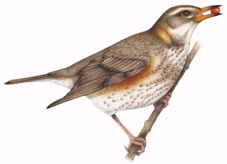 British Thrush Species - Lizzie Harper