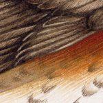 British Thrush Species - Lizzie Harper