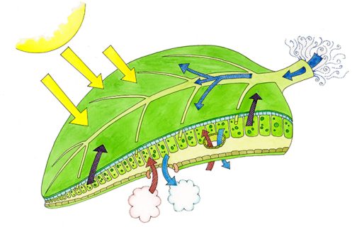 Carbon Cycle: A Complicated Illustration - Lizzie Harper
