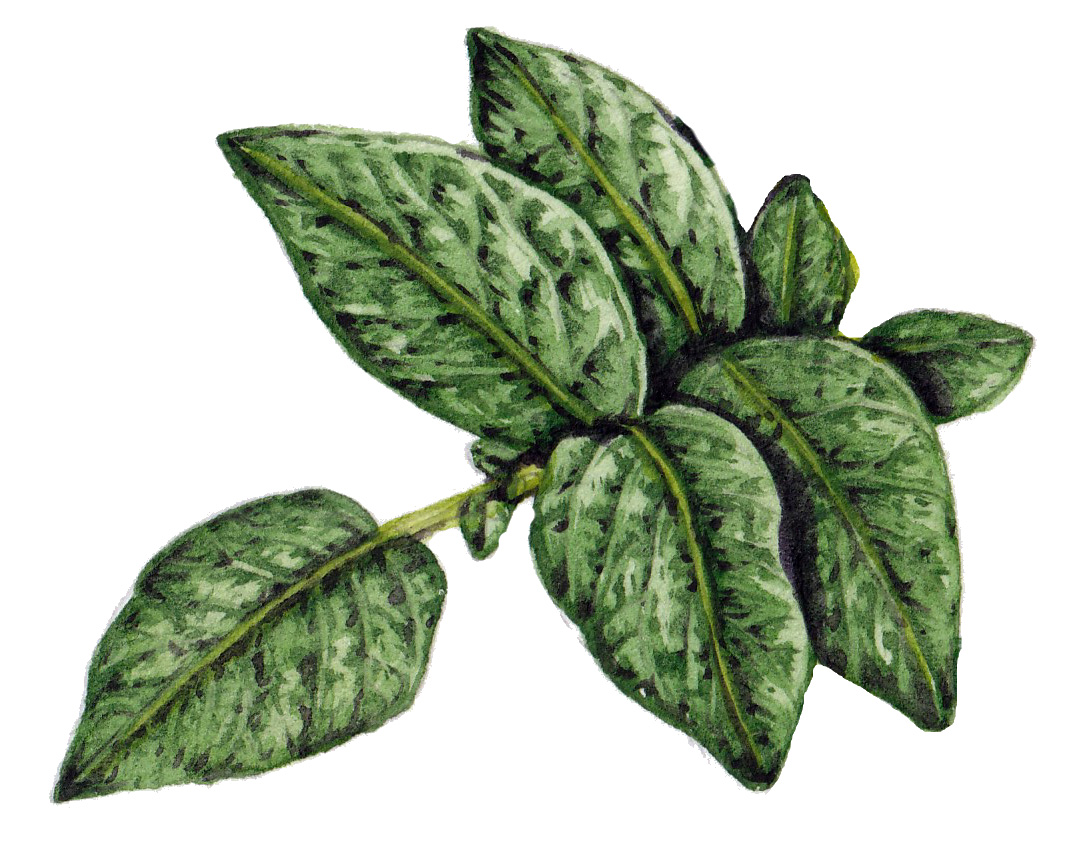 Potatoes - Lizzie Harper