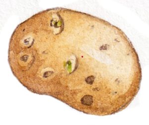 Potatoes - Lizzie Harper
