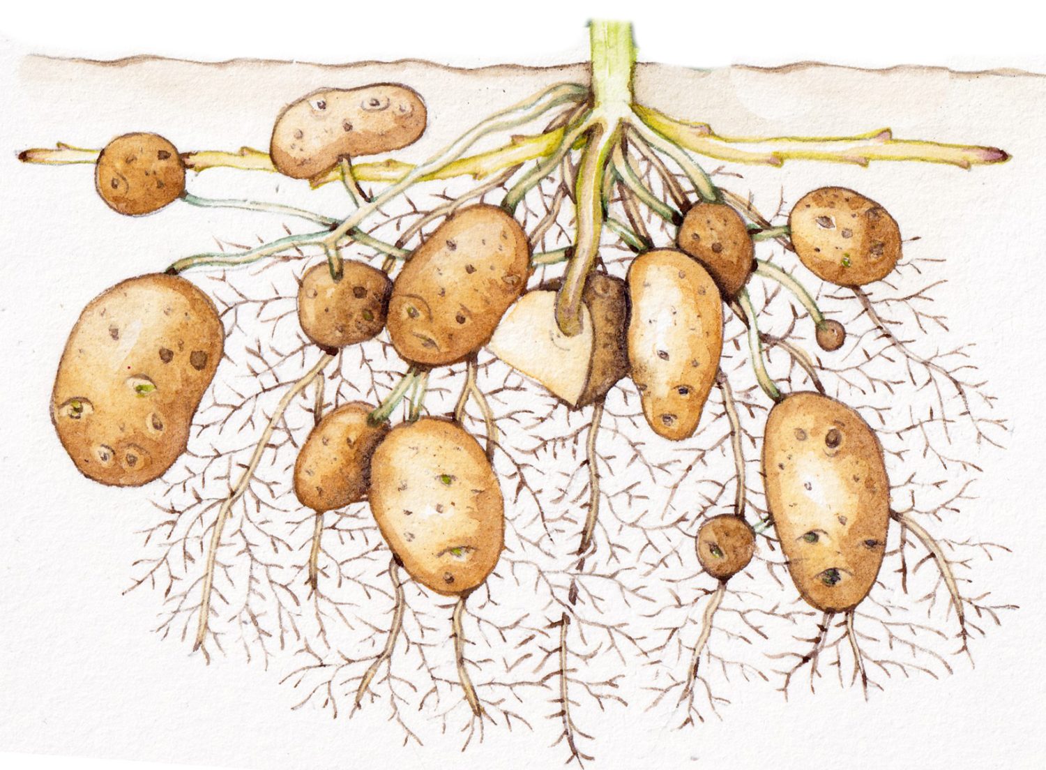 Potatoes - Lizzie Harper