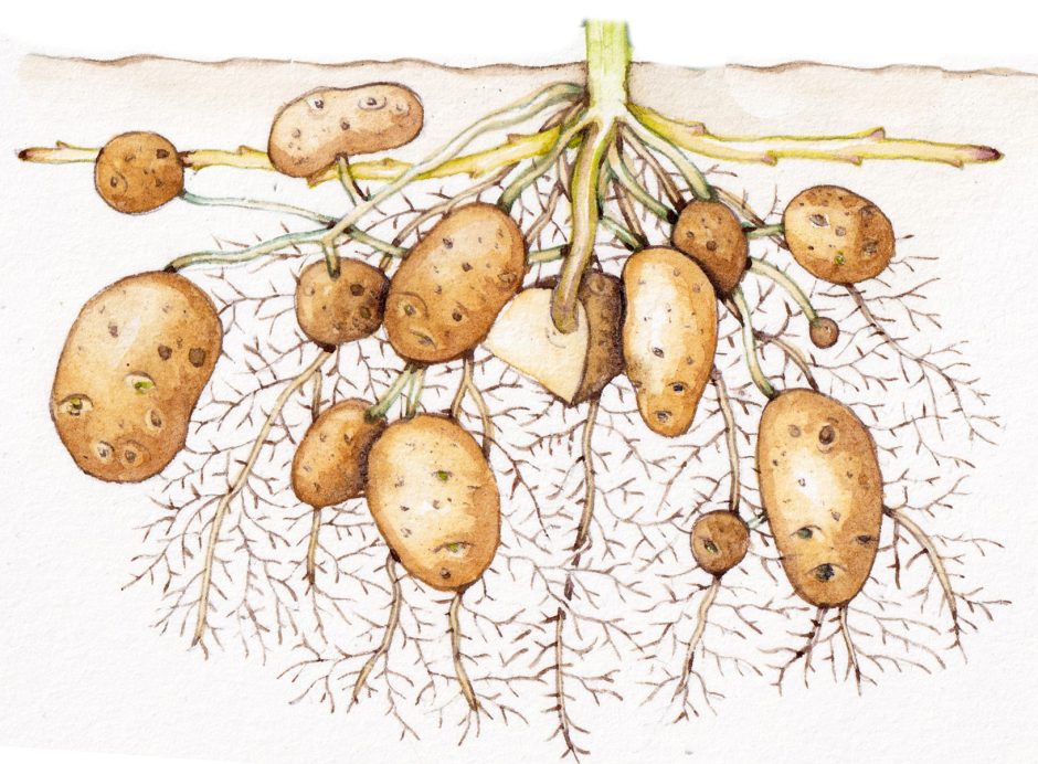 Potatoes - Lizzie Harper