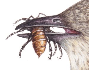 Spotted Flycatcher step by step - Lizzie Harper