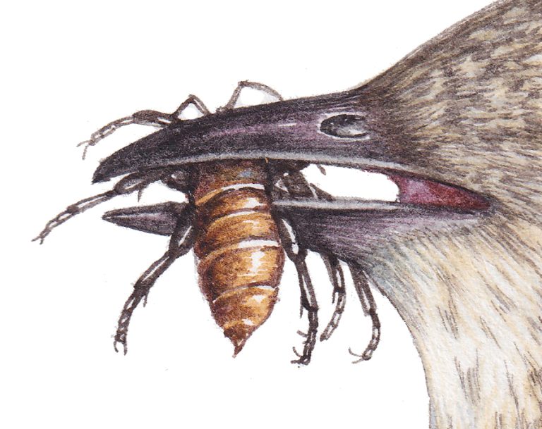 Spotted Flycatcher step by step - Lizzie Harper