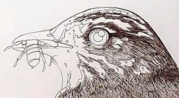 Spotted Flycatcher step by step - Lizzie Harper