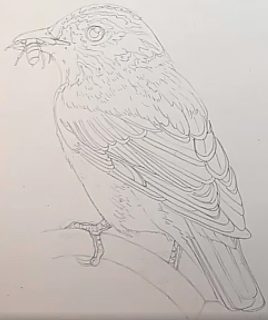 Spotted Flycatcher step by step - Lizzie Harper