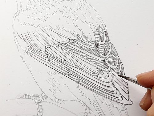 Spotted Flycatcher step by step - Lizzie Harper