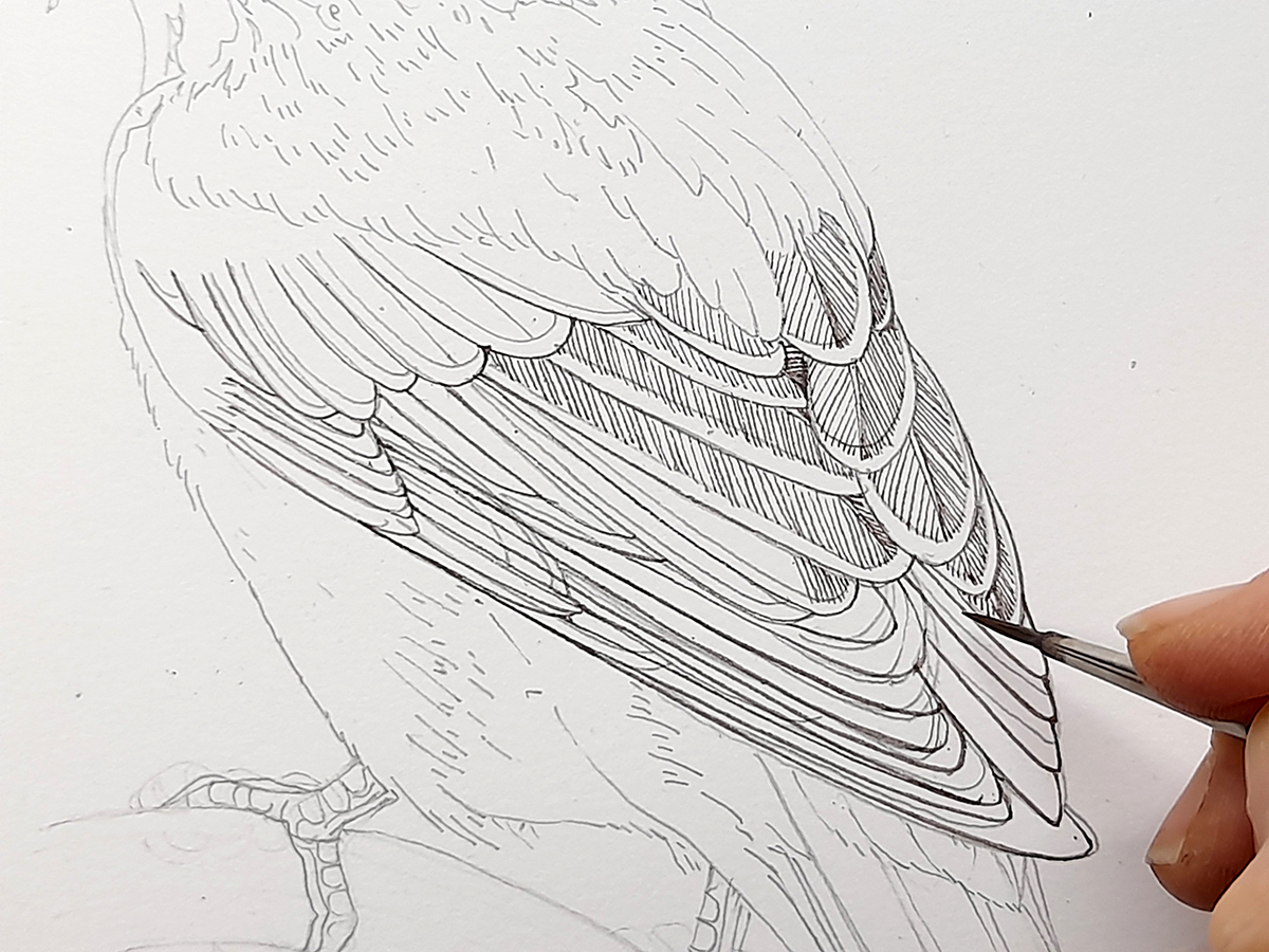 Spotted Flycatcher step by step - Lizzie Harper