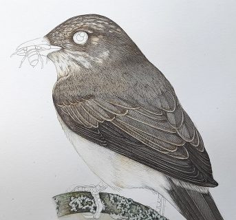 Spotted Flycatcher step by step - Lizzie Harper