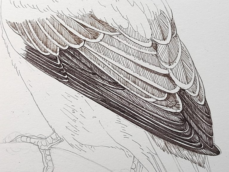 Spotted Flycatcher step by step - Lizzie Harper