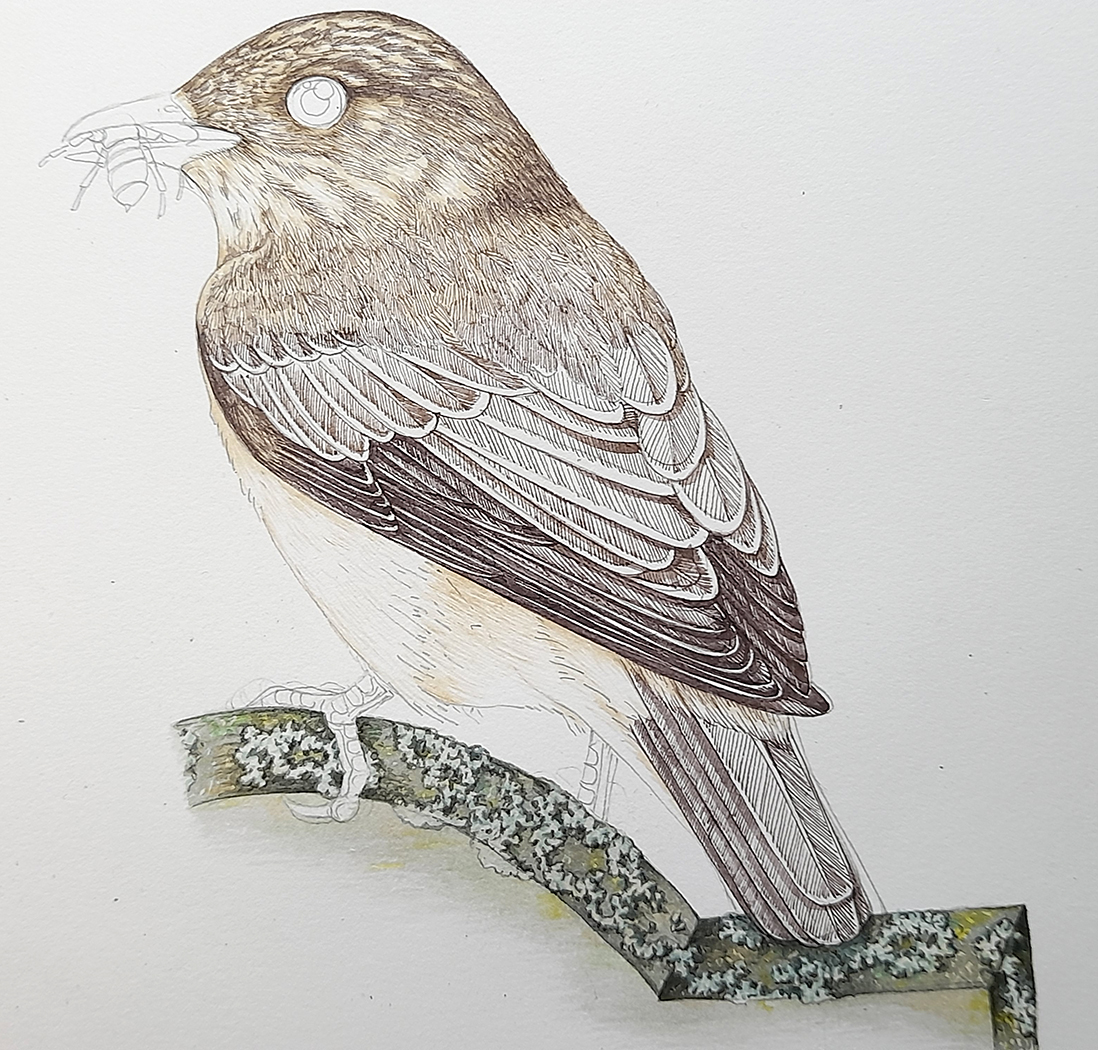 Spotted Flycatcher step by step - Lizzie Harper