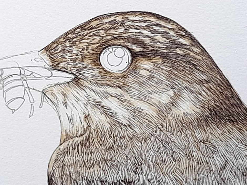 Spotted Flycatcher step by step - Lizzie Harper