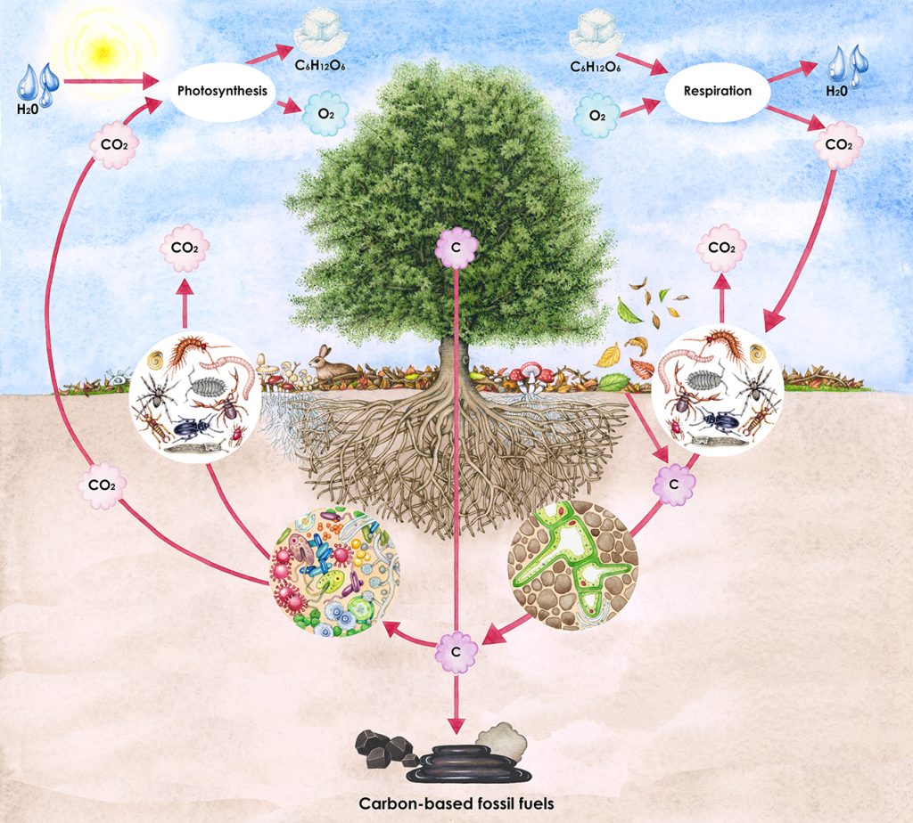 Carbon cycle based around a tree, fully annotated - Lizzie Harper
