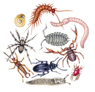 Detritivores soil litter invertebrates - Lizzie Harper