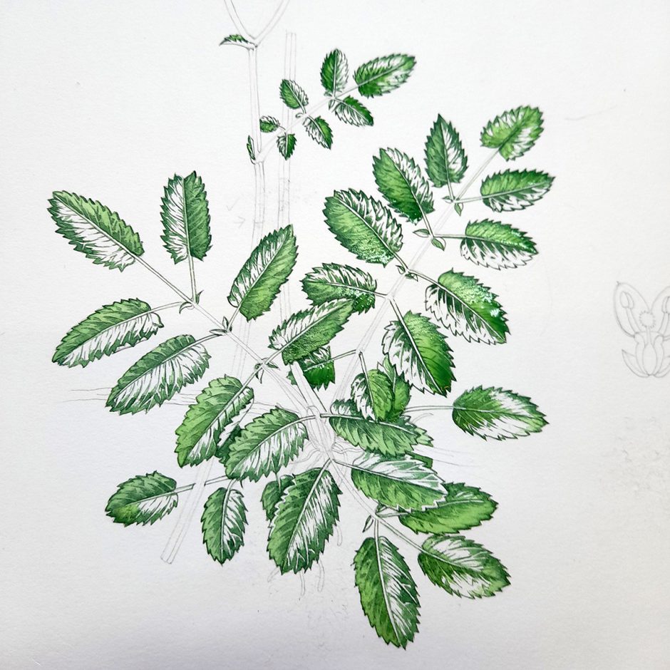 Great Burnet Step by Step - Lizzie Harper