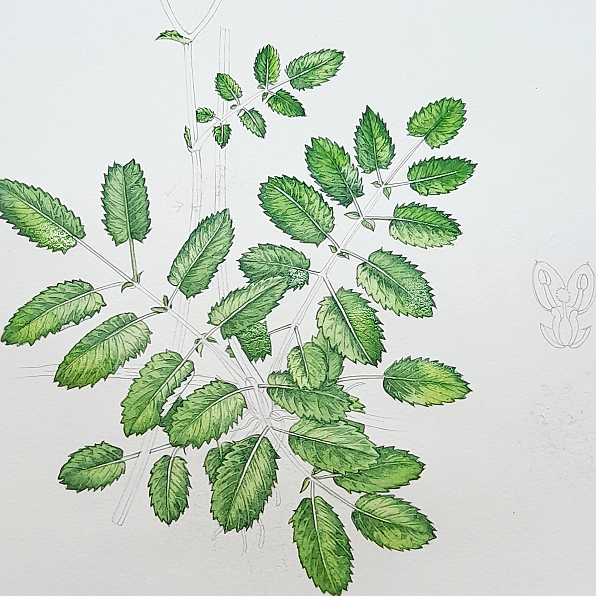 Great Burnet Step by Step - Lizzie Harper