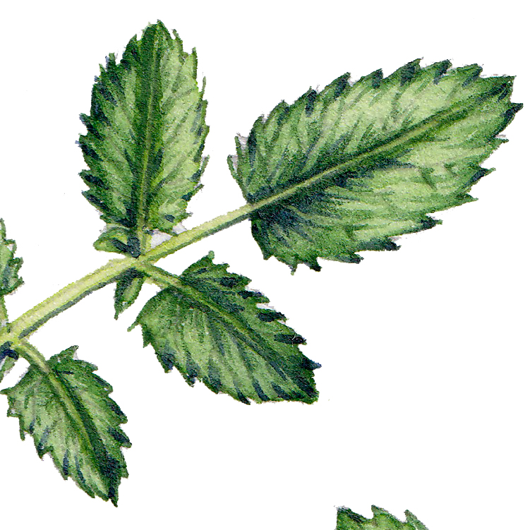 Great burnet Sanguisorba officinalis detail - Lizzie Harper