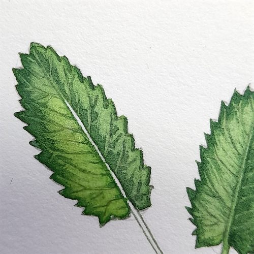 Great Burnet Step by Step - Lizzie Harper