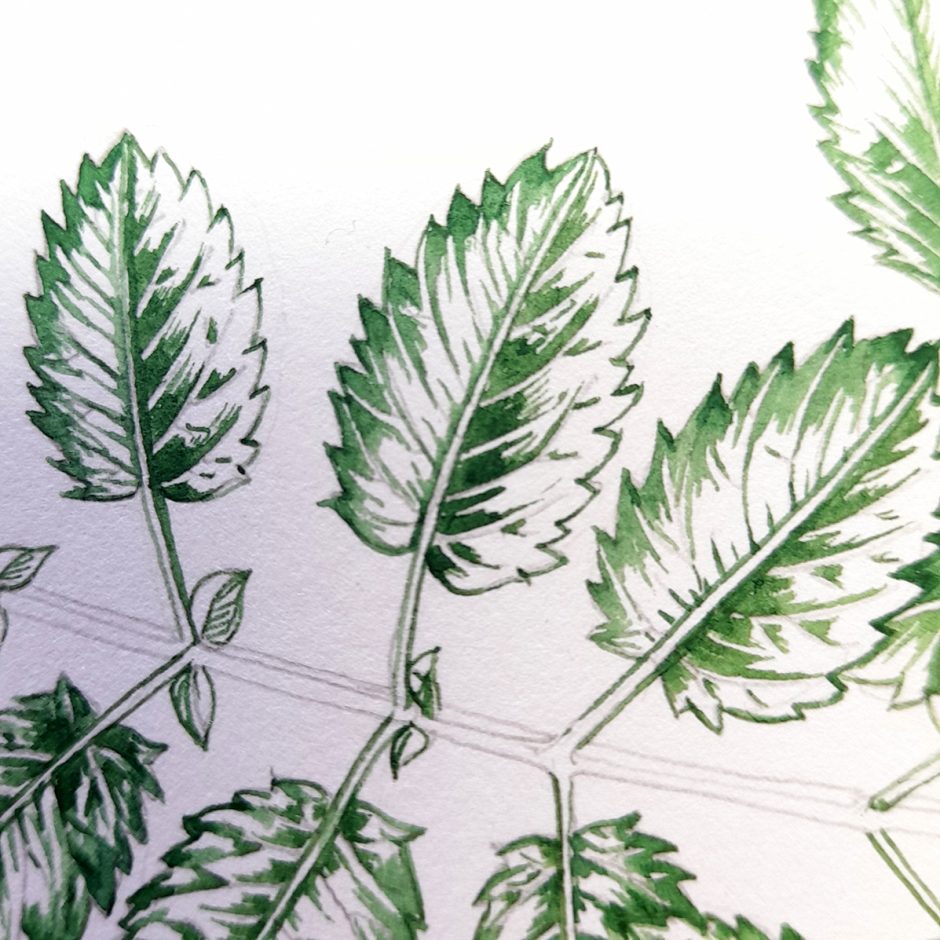 Great Burnet Step by Step - Lizzie Harper