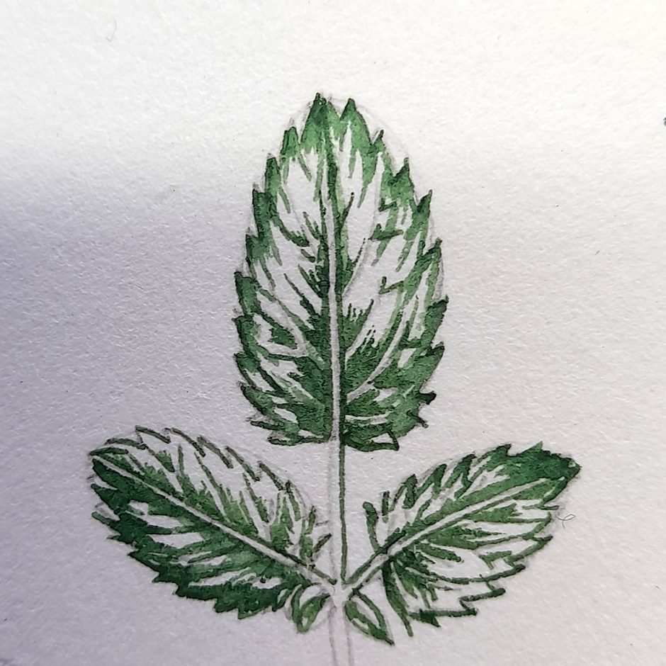 Great Burnet Step by Step - Lizzie Harper