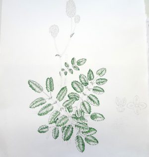 Great Burnet Step by Step - Lizzie Harper