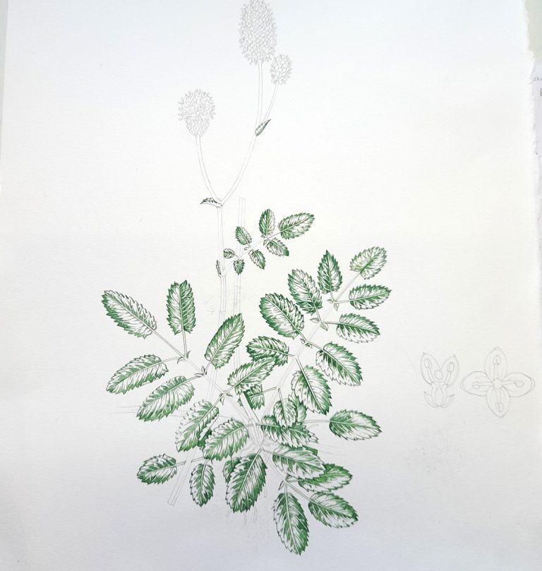 Great Burnet Step by Step - Lizzie Harper